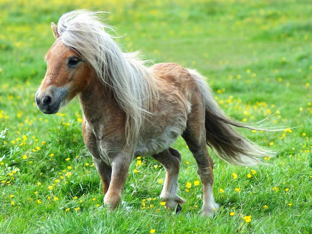 The Pony in the Dung Heap, Ronald Reagan, Eleanor Roosevelt and You ...